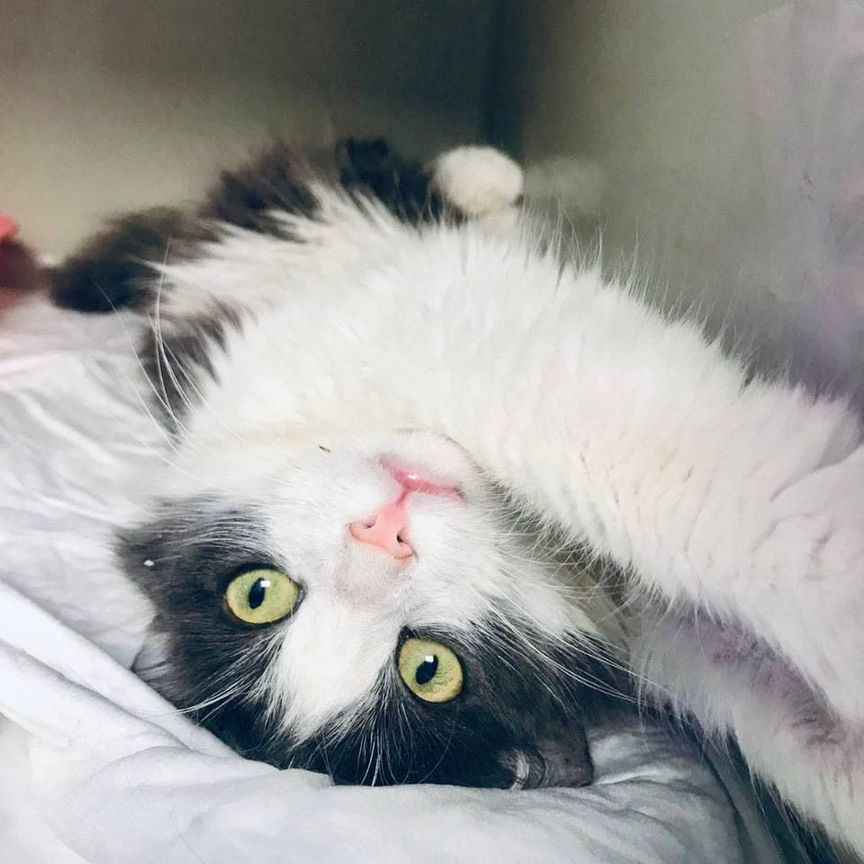 Котик в добрые руки