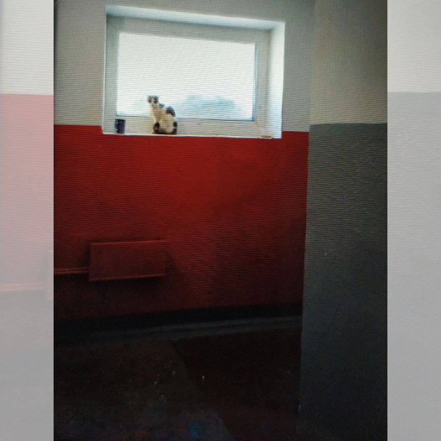 Взрослая, кошка в добрые руки