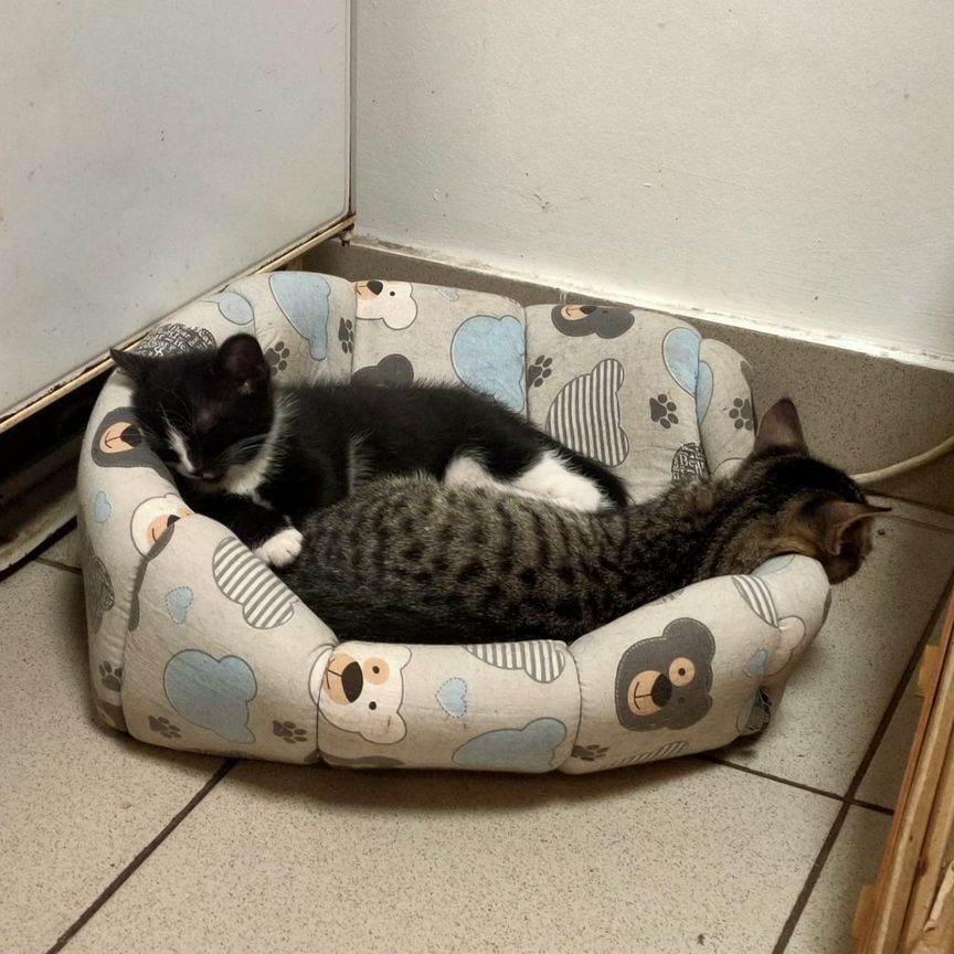 Котята девочки в добрые руки