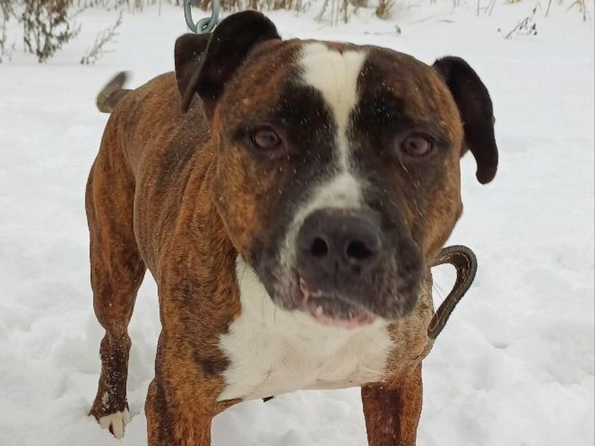 Добрый, спокойный стаффорд в дар