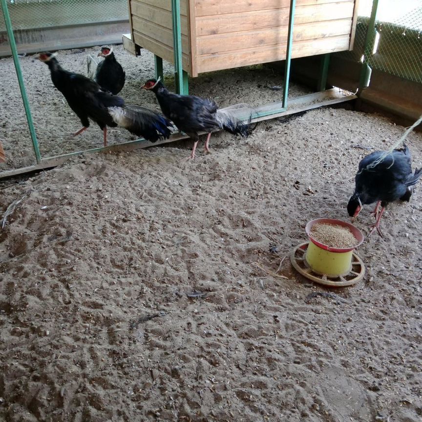 Коричневый ушастый фазан