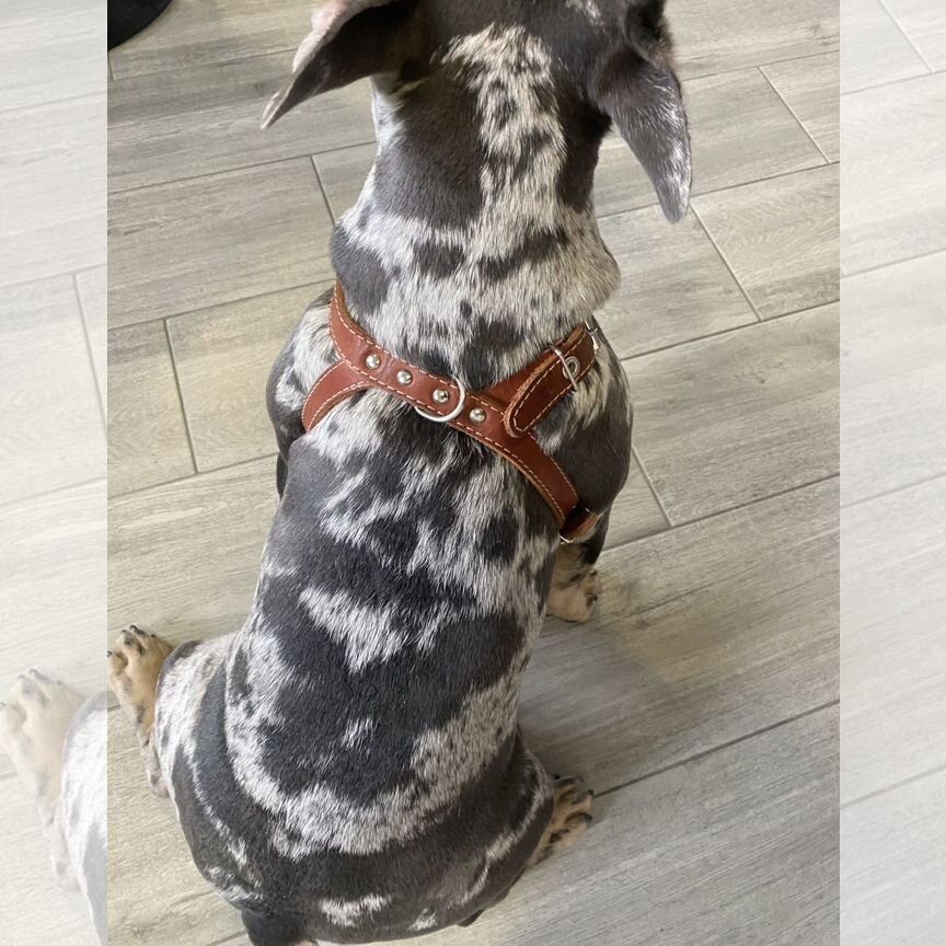 Амуниция для собак