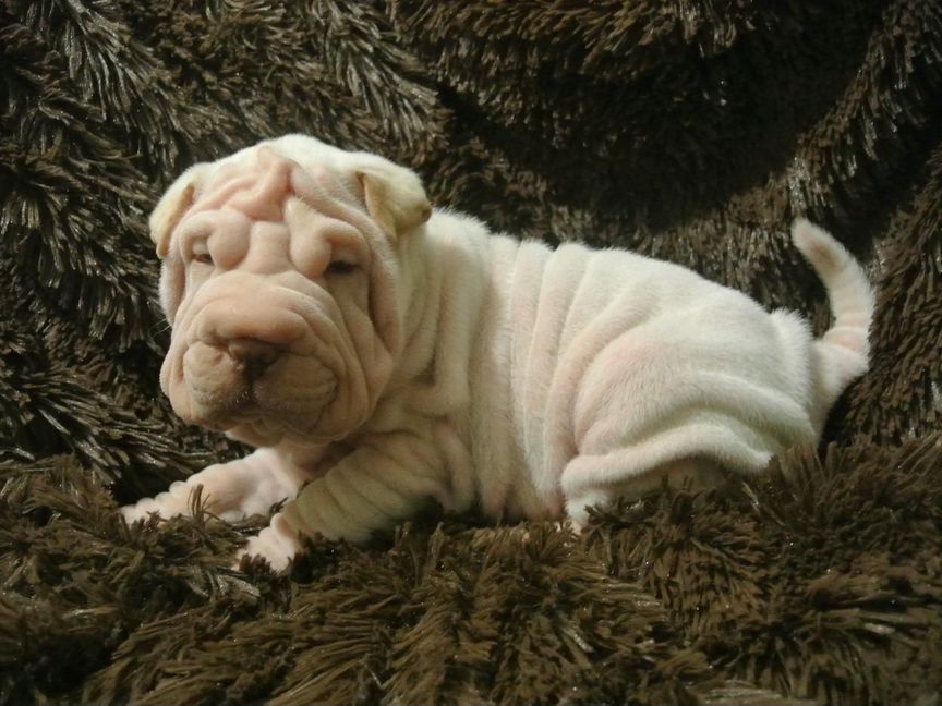 Щенки шарпея с документами РКФ