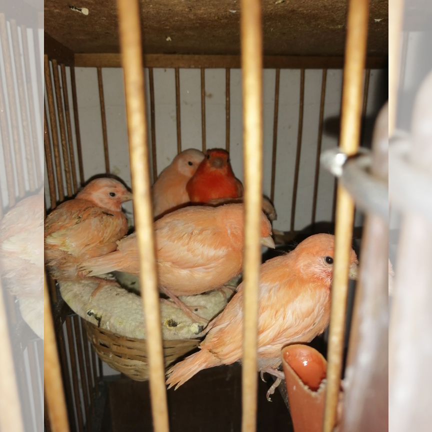 Продам красных канареек