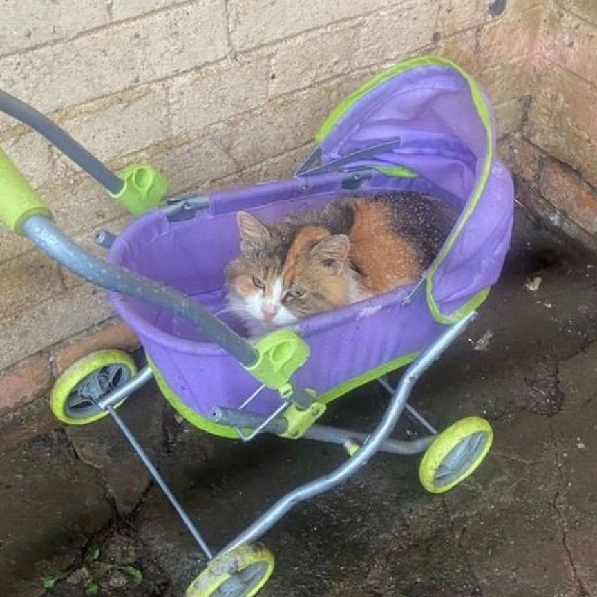 Кошка в опасности