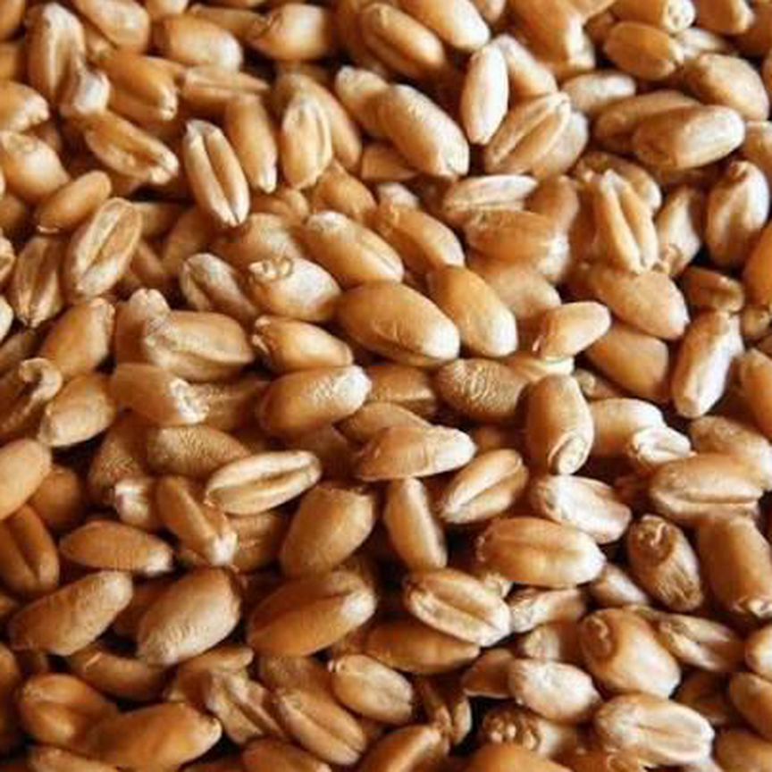 Зерно пшеница