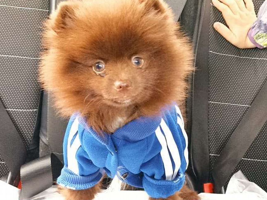 Померанский шпиц медвежьего типа