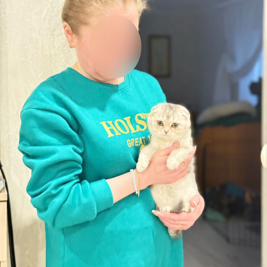 Голубая шиншила девочка