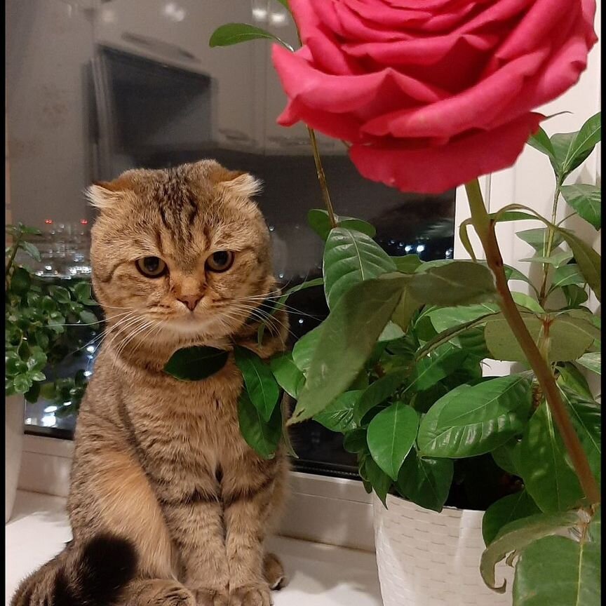 Отдам кота 1,5 года
