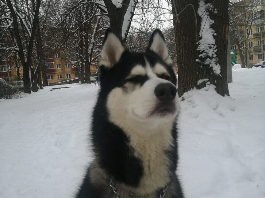 Отдам бесплатно очень в очень хорошие руки
