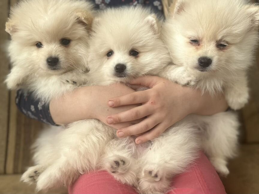 Кобели малого немецкого шпица