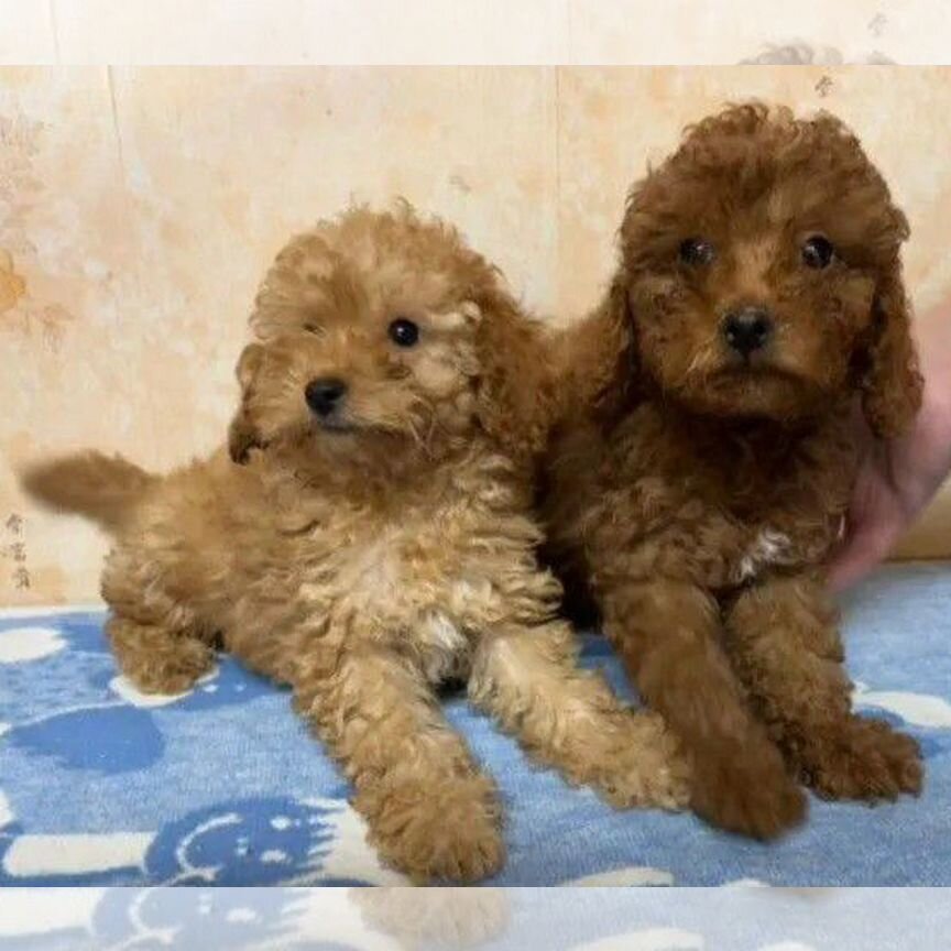 Той-пудель, щенок