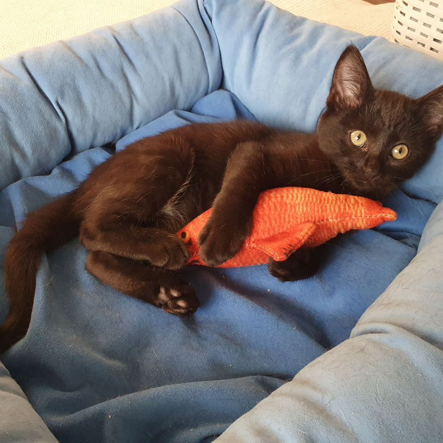 Отдам котика в добрые руки