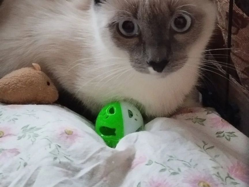 Кошечка тайская из приюта ищет дом