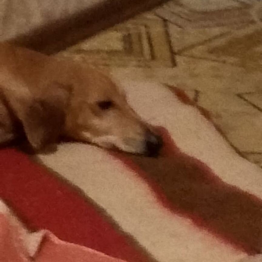 Отдам в добрые руки собачку таксу мальчик