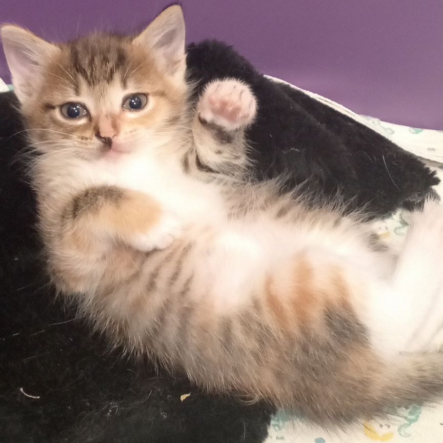 Котёнок в добрые руки