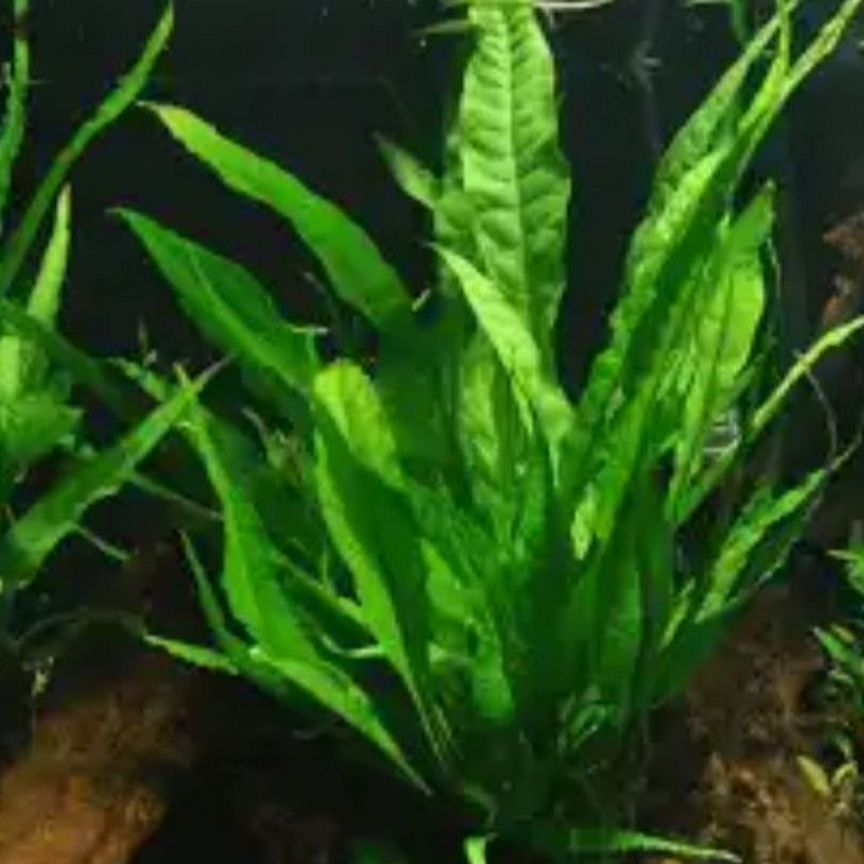 Аквариумное растение