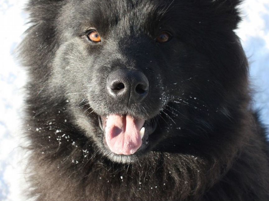 Красавец Пумба ищет дом