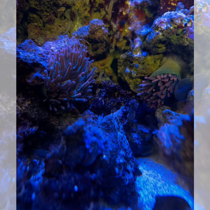 Актиния пузырчатая