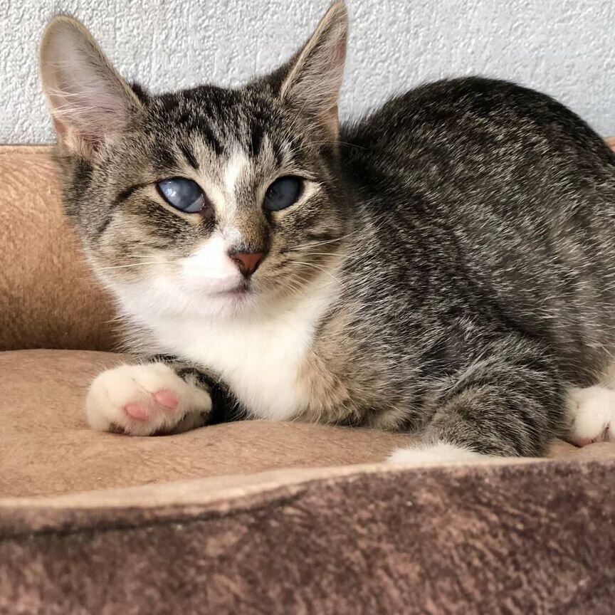 Котенок