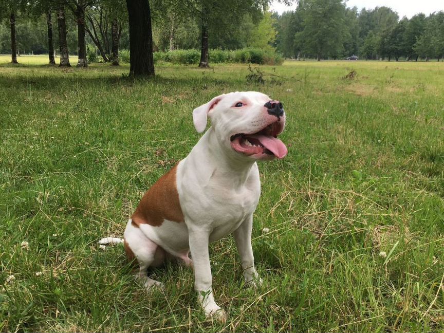 Американский бульдог щенки