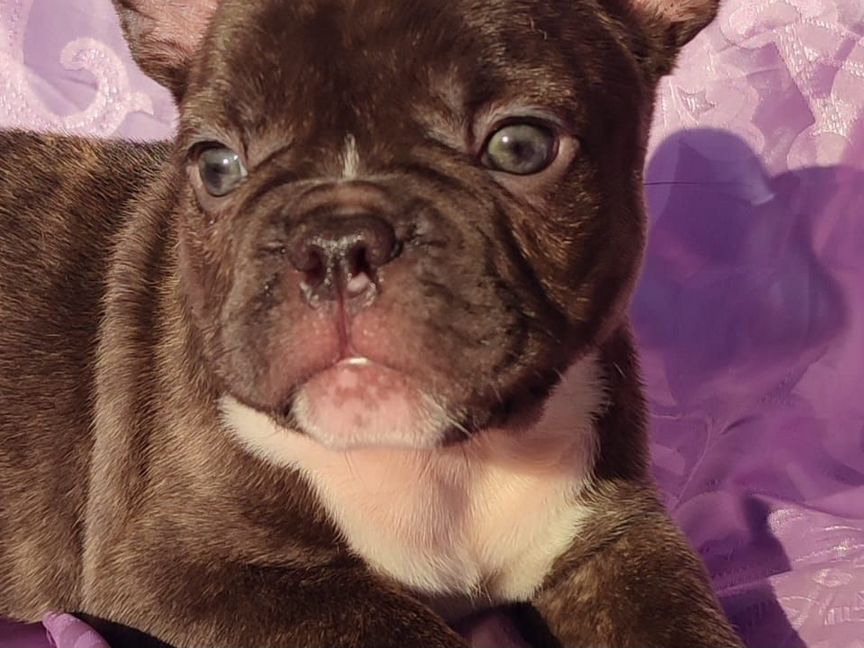 Шоколадный тигр девочка