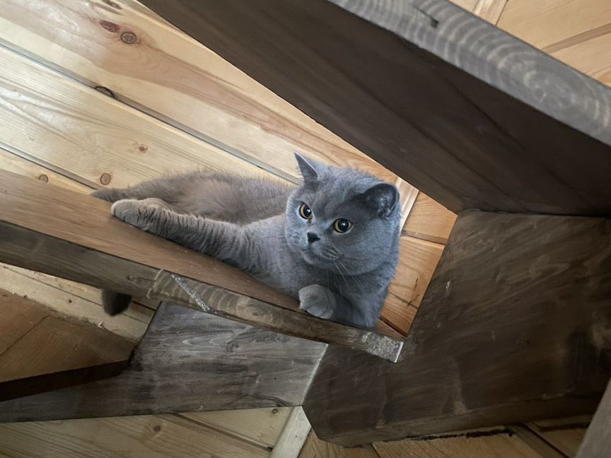 Британская кошка для вязки