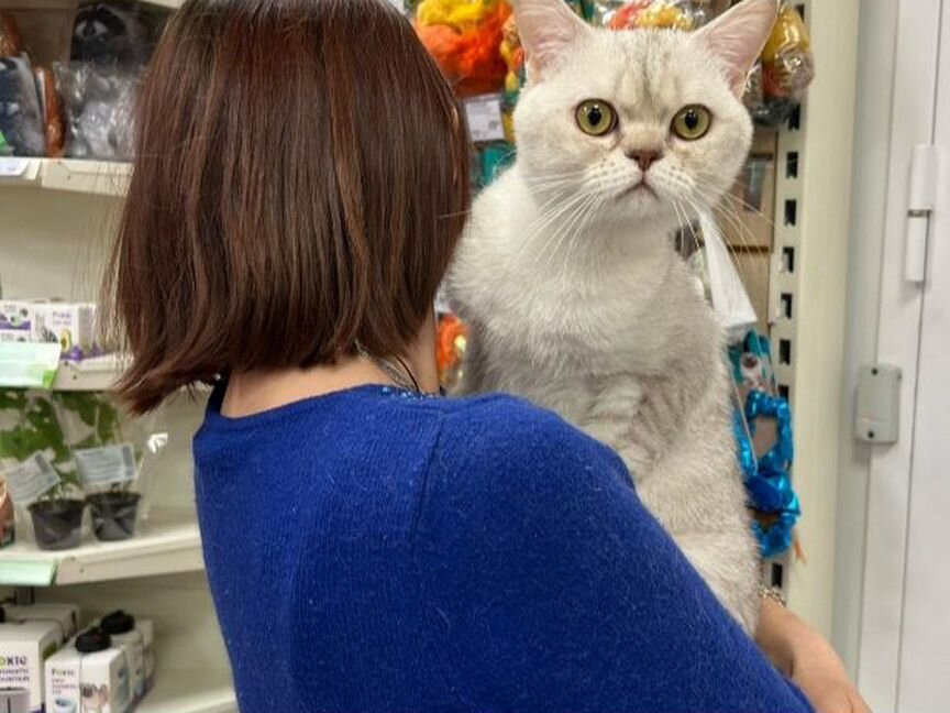 Котик шотландский прямоухий 3 года