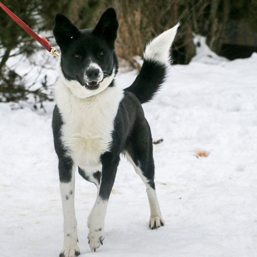 Собака в добрые руки отдам бесплатно