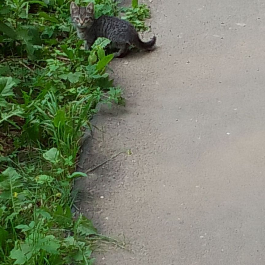 Котята в добрые руки 2-3 месяца