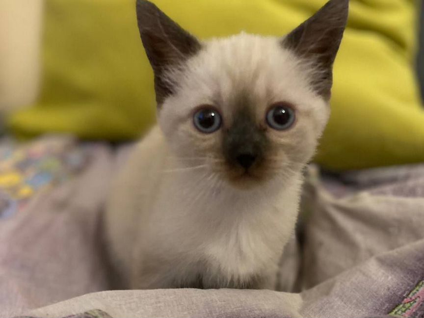 Тайские котятки