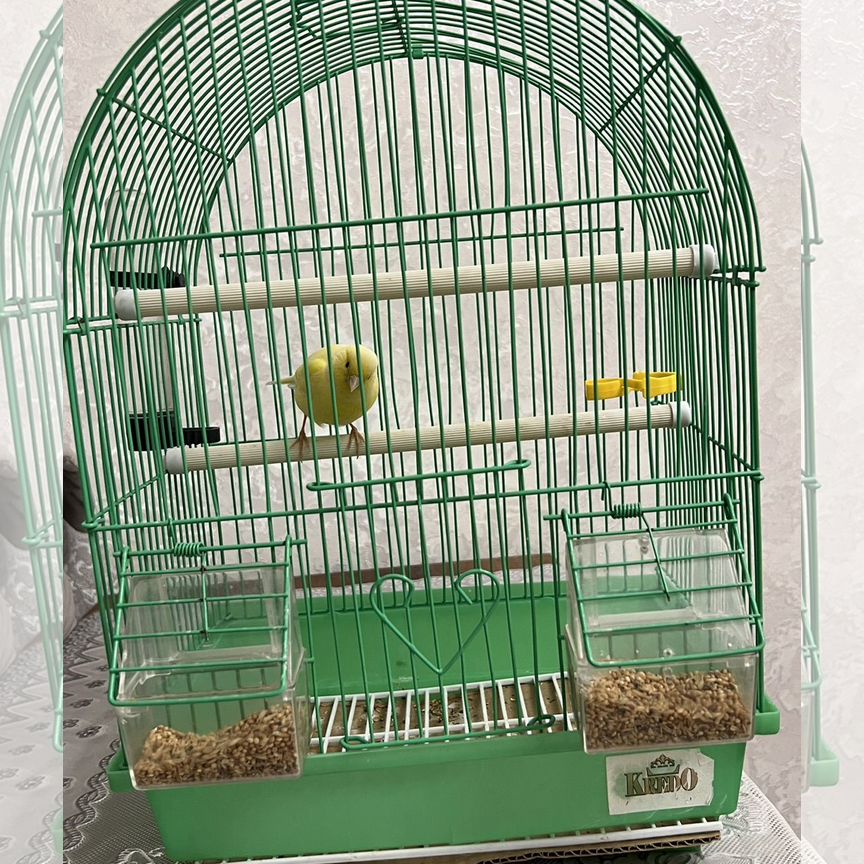 Канарейка и клетка