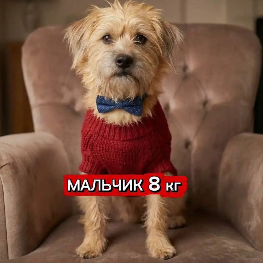 Взрослый пёс в добрые руки