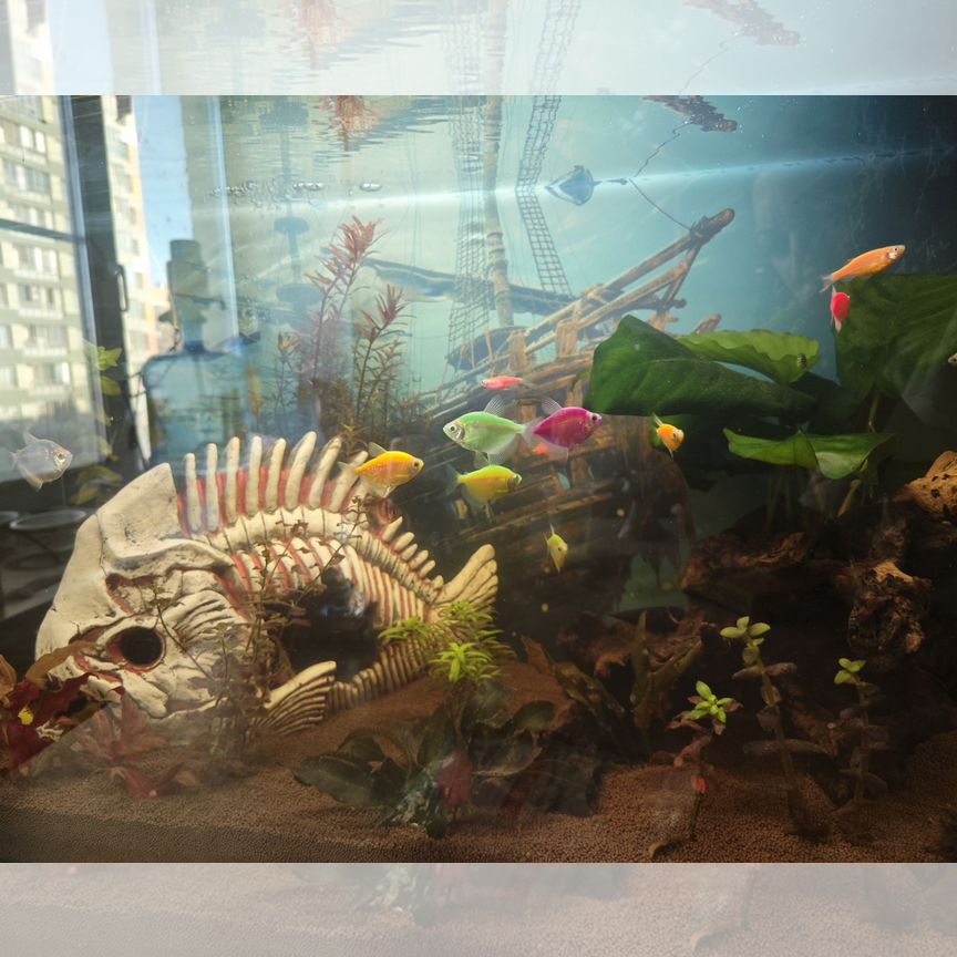 Аквариумные рыбки GLO