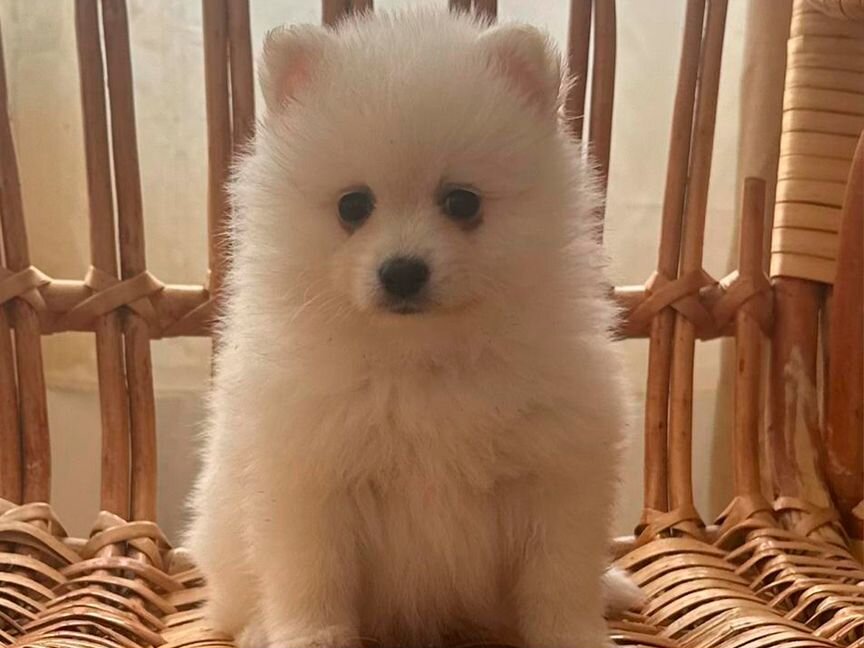 Немецкий шпиц щенок девочка