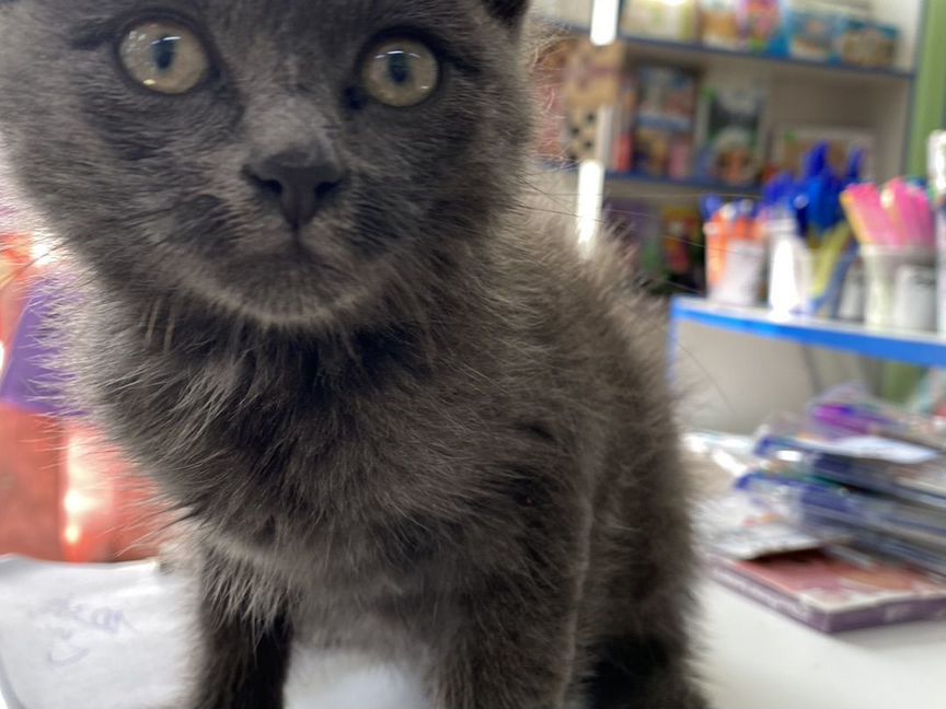 Котенок-мальчик дымчатый красавчик