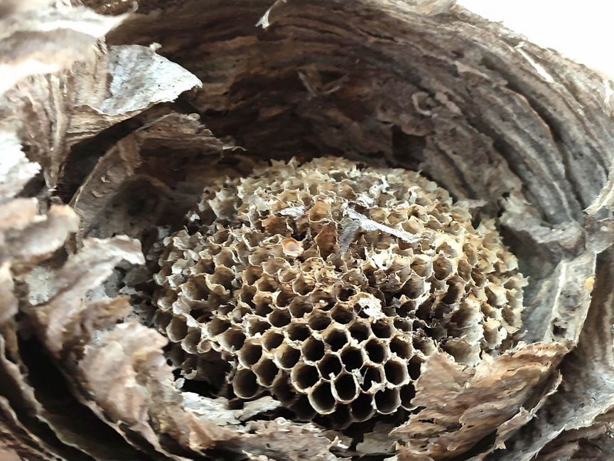 Гнездо осиное соты улей