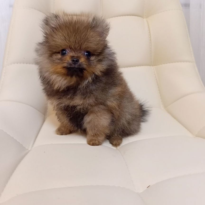 Щенки шпица