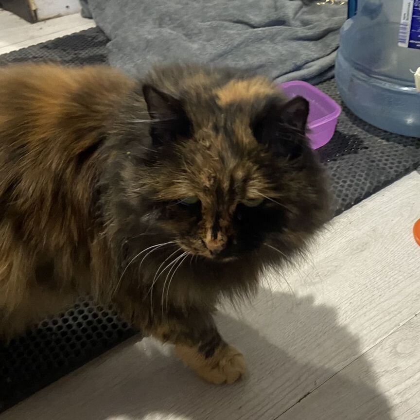 Взрослая кошка в добрые руки