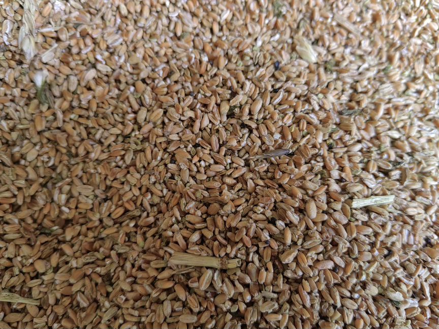 Отходы пшеницы