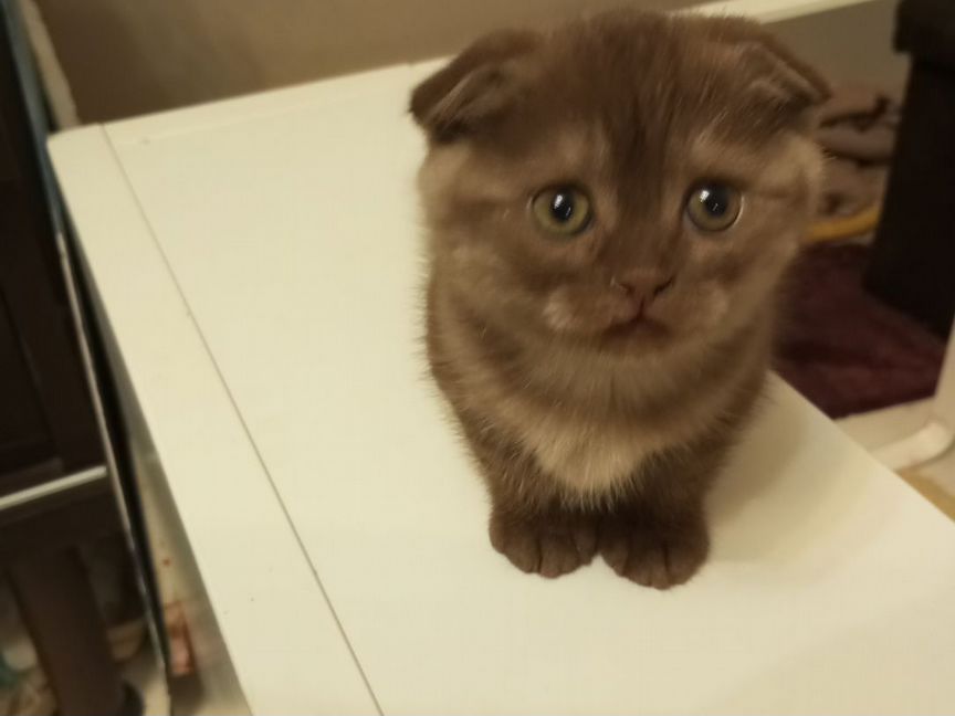 Кошка