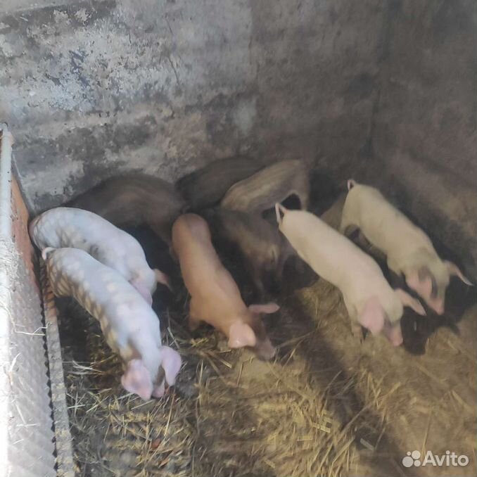 Поросята ландрас дюрок