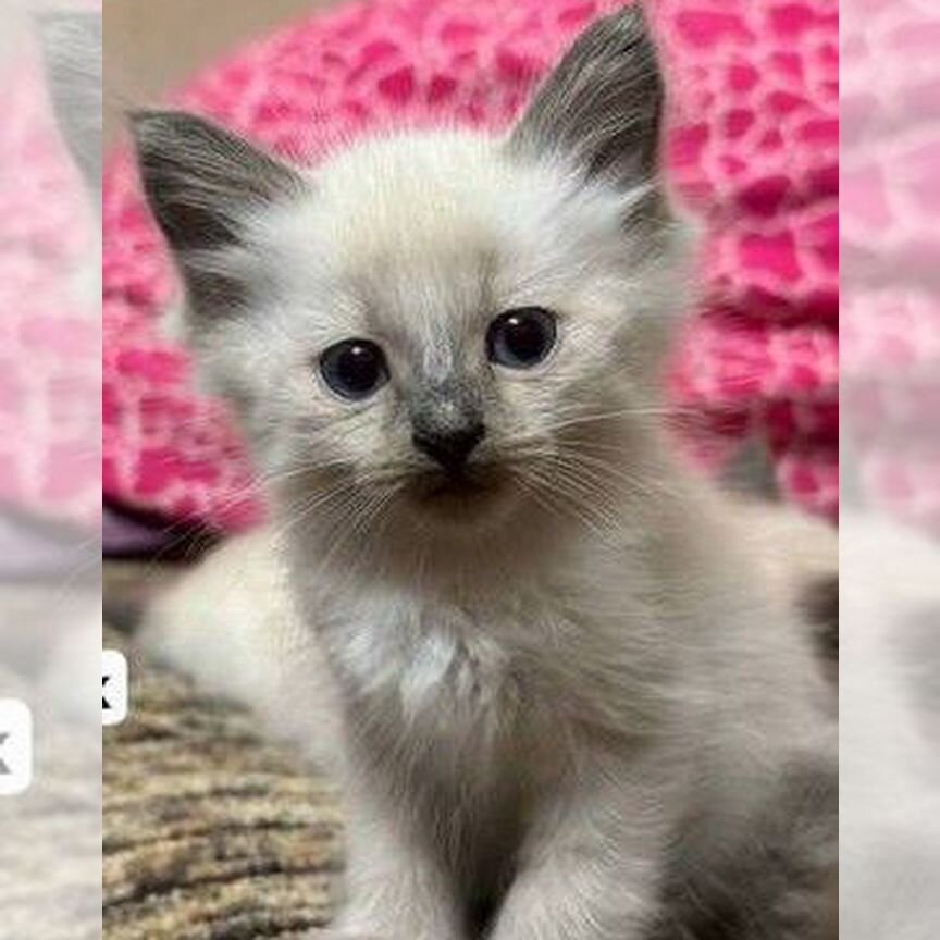 Сиамский котенок