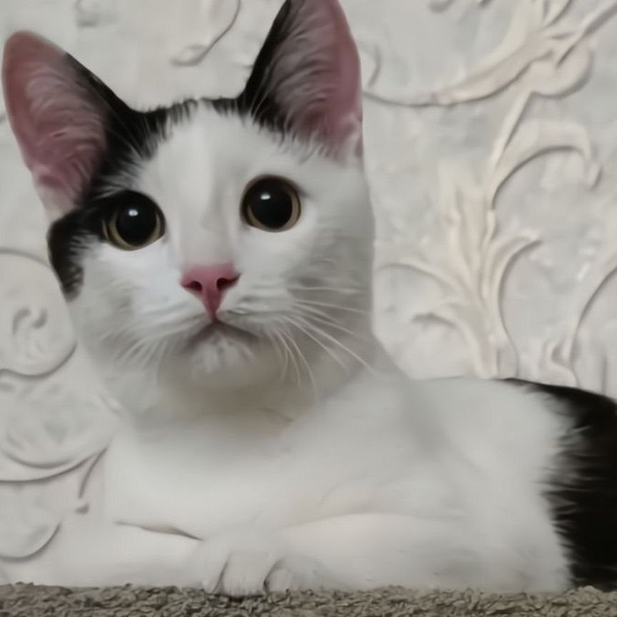 Котёнок в добрые руки