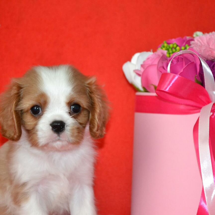 Мини мальчик кавалер кинг чарльз спаниель