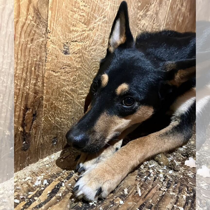 Жизнь в приюте для собак с надеждой о любви