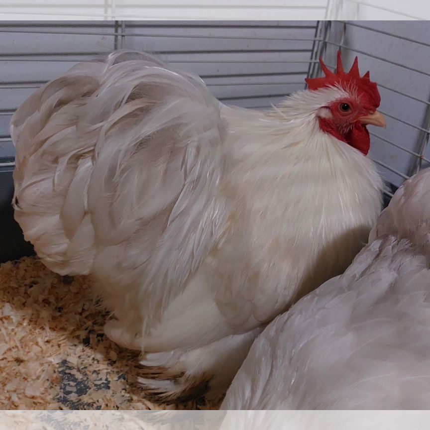 Куры карликовый кохинхин