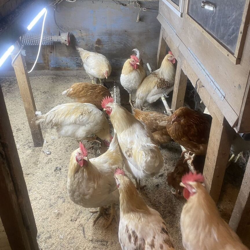 Молодые петушки