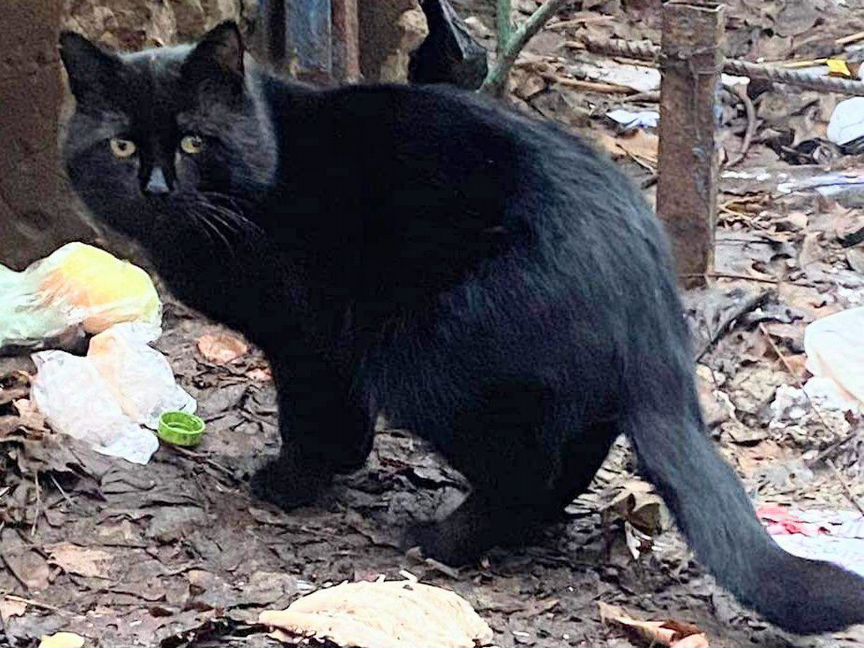 Красивейший брошенка-кот погибает на помойке