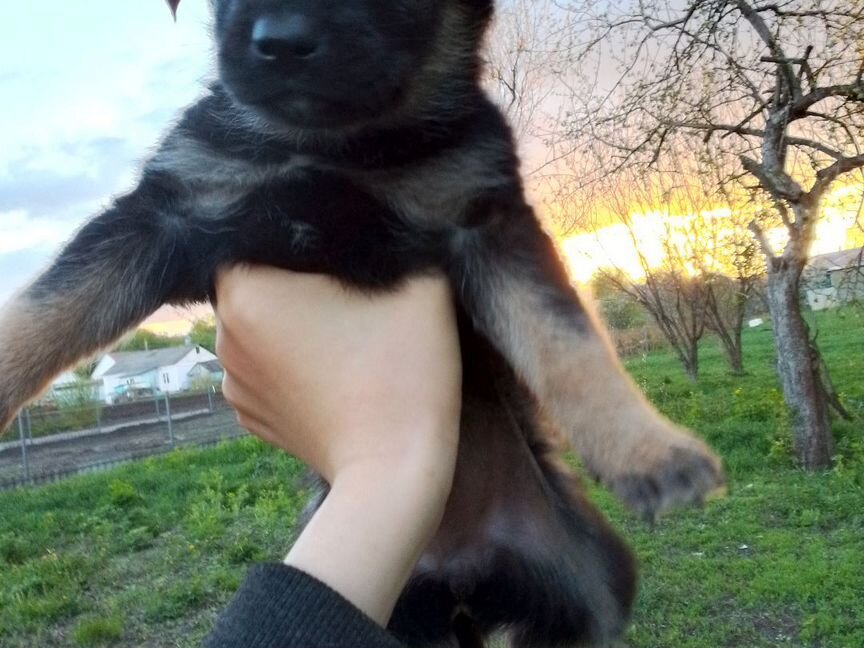 3 щенко восточно европейская помесь девочки